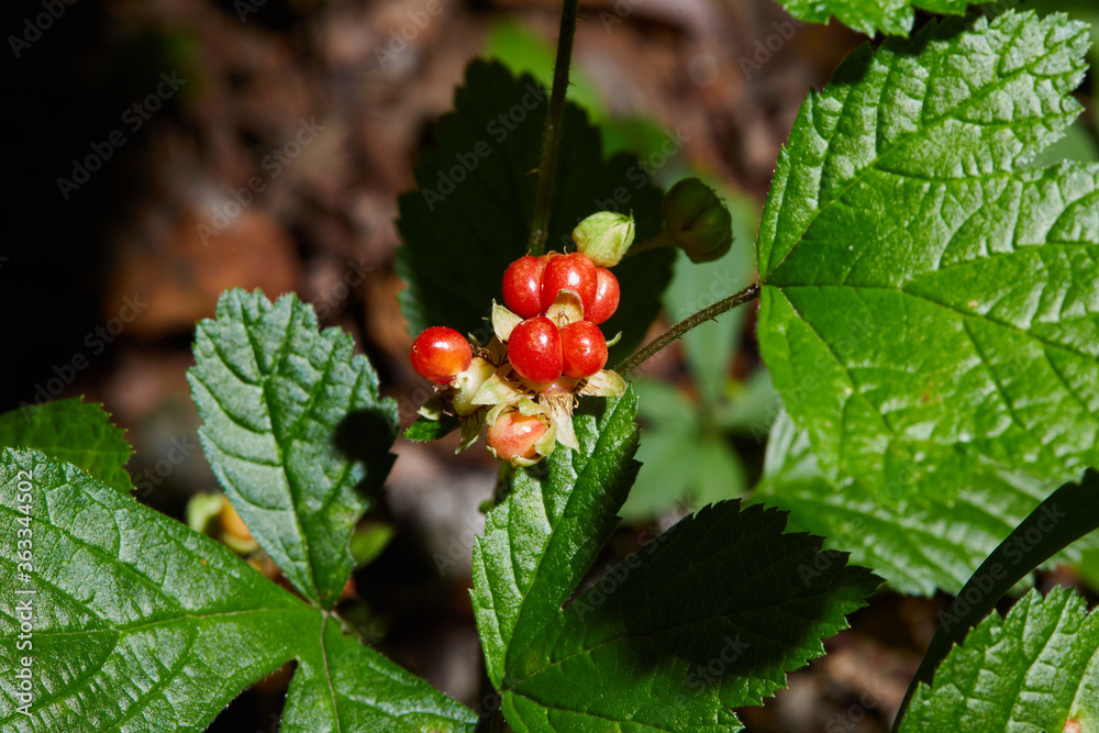Red stone bramble growing in the forest. Fruiting plant with ripe red ...