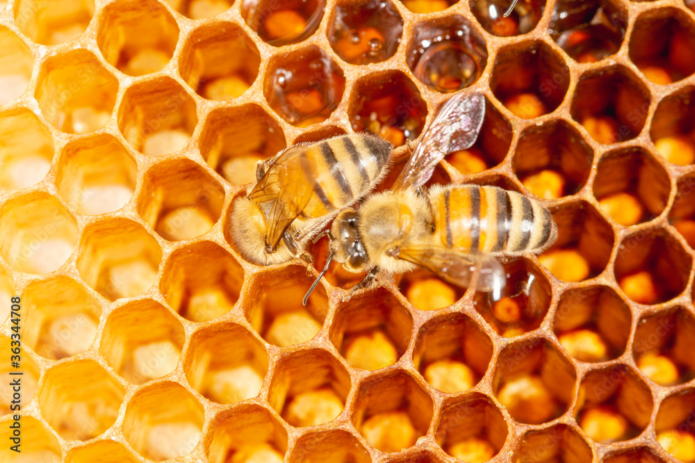 Abelha Apis mellifera em processo de limpeza na colmeia Stock Photo ...