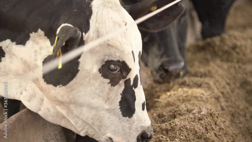 Herd of cattle feeding on silage and feed in the cement trough. Cattle ...