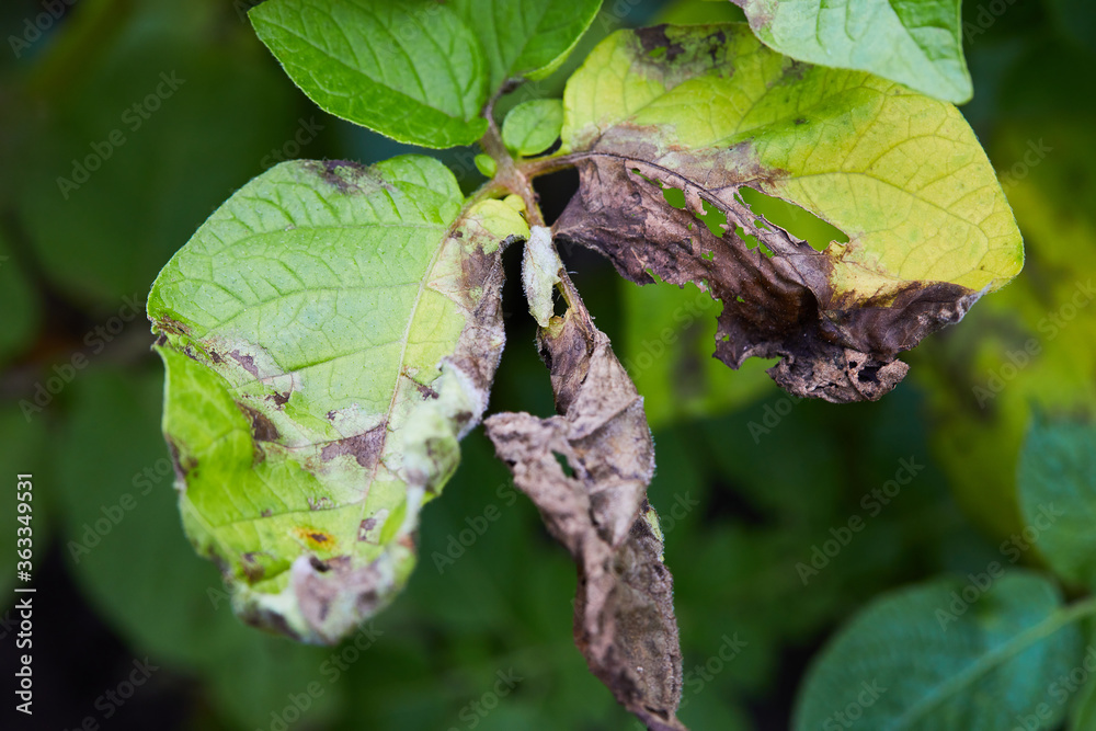 Foto de Potato plant has got ill with Phytophthora (Phytophthora Infestans). Potato plant has ...
