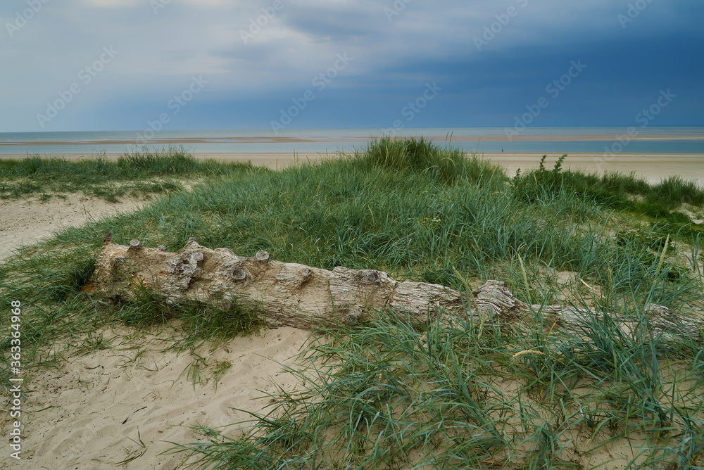 a rotten peace of wood is lying in the sand dunes in Blåvand (Denmark ...