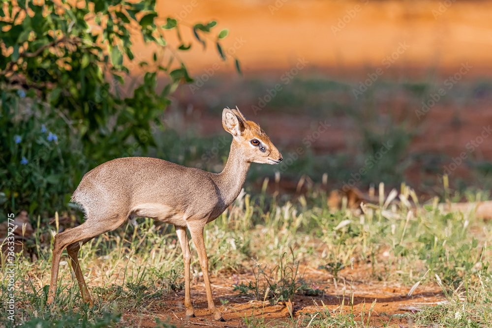 The smallest deer in Africa, the dik dik Stock Photo | Adobe Stock