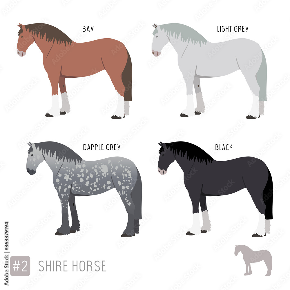 Horse Breeds: Set of Vector Shire Horses Stock Vector | Adobe Stock