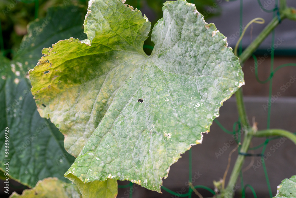 Heavy infection of powdery mildew on cucumber (Sphaerotheca cucurbitae ...