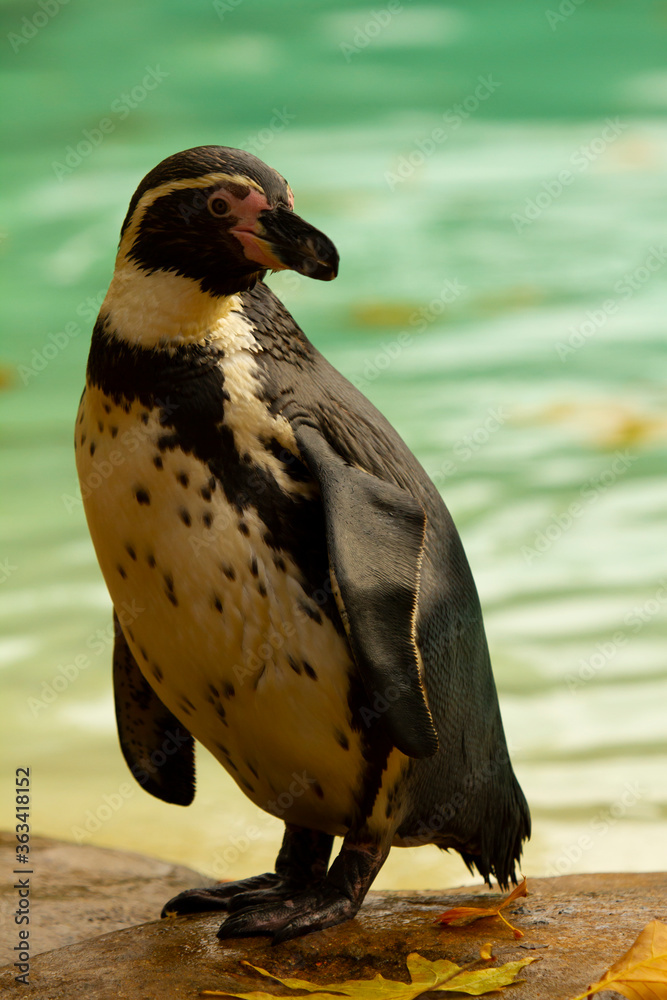 Close up image of a Humboldt Penguin. Named after Alexander von ...