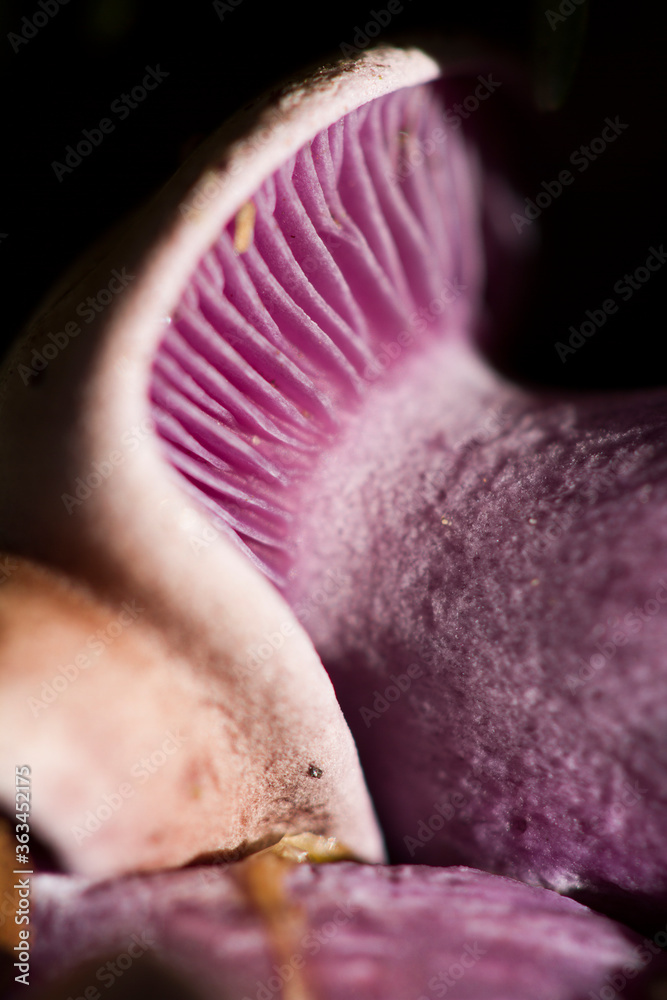 Purple mushrooms of an alpine fungus growing in the Black Forest among ...
