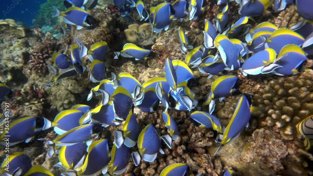 School of beautiful blue fish on background red corals underwater in ...
