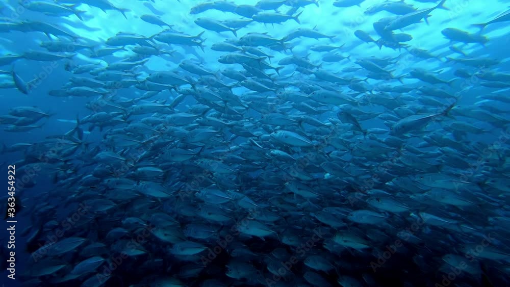 School of tuna tunny fish on the blue background of the sea under water ...