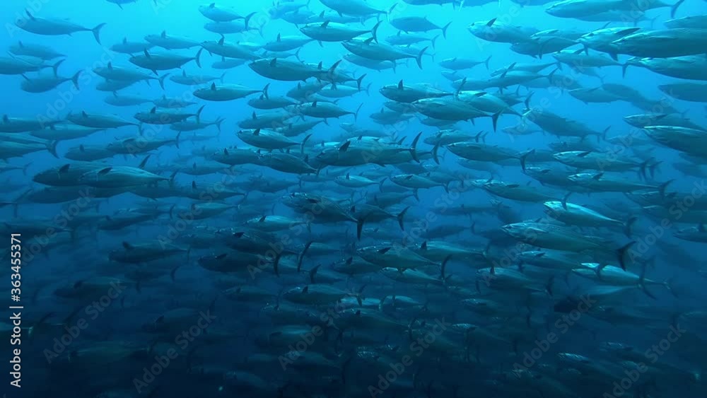 Vídeo do Stock: School of tuna tunny fish on the blue background of the ...