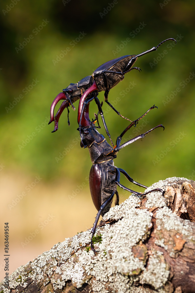Two stag beetle, lucanus cervus, males fighting against each other on ...