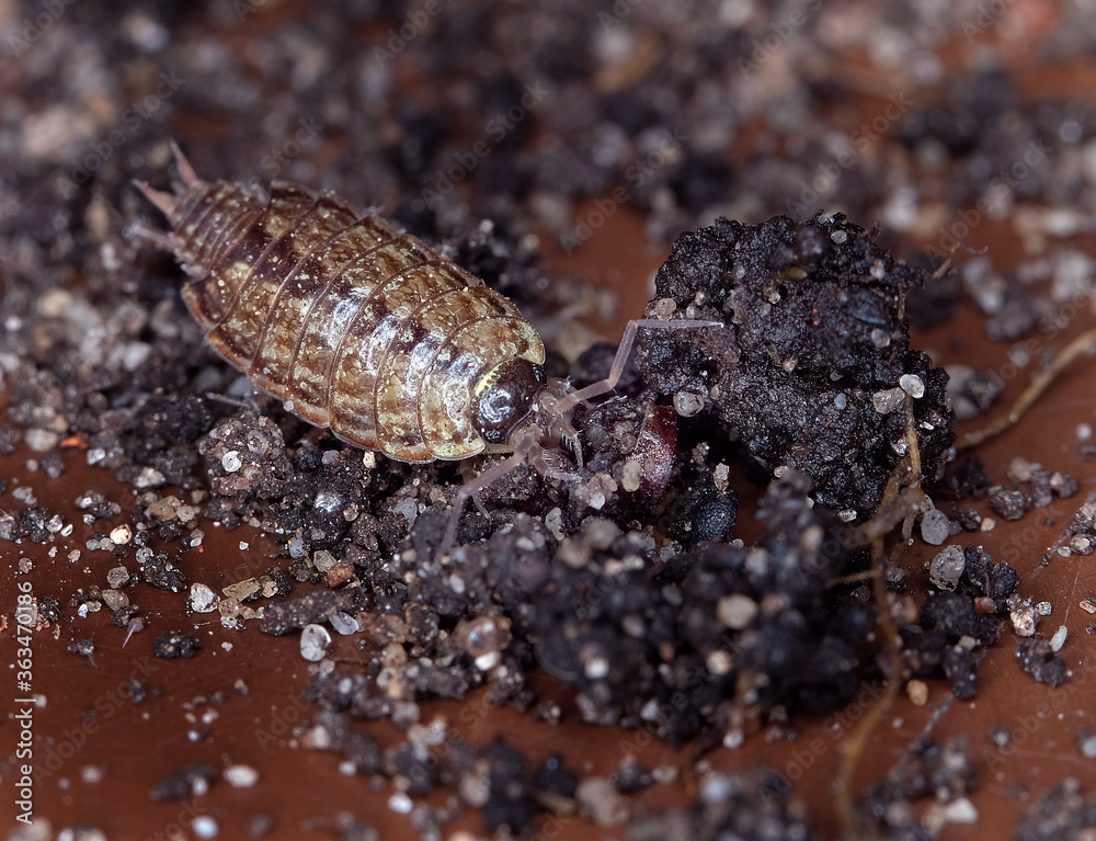 A woodlouse is a crustacean from the monophyletic suborder Oniscidea ...