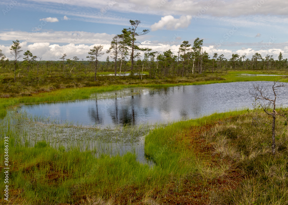 stunning bog views. beautiful clouds. View of the beautiful nature in ...