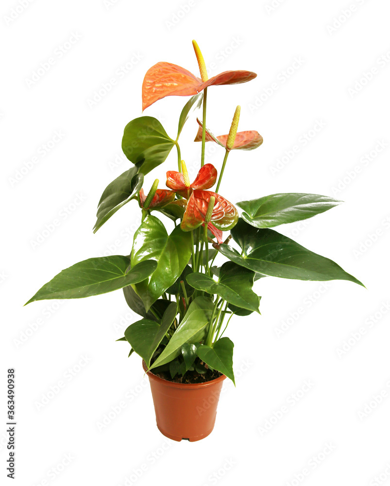 Anthurium in the flowerpot isolated on white background. Anthurium ...