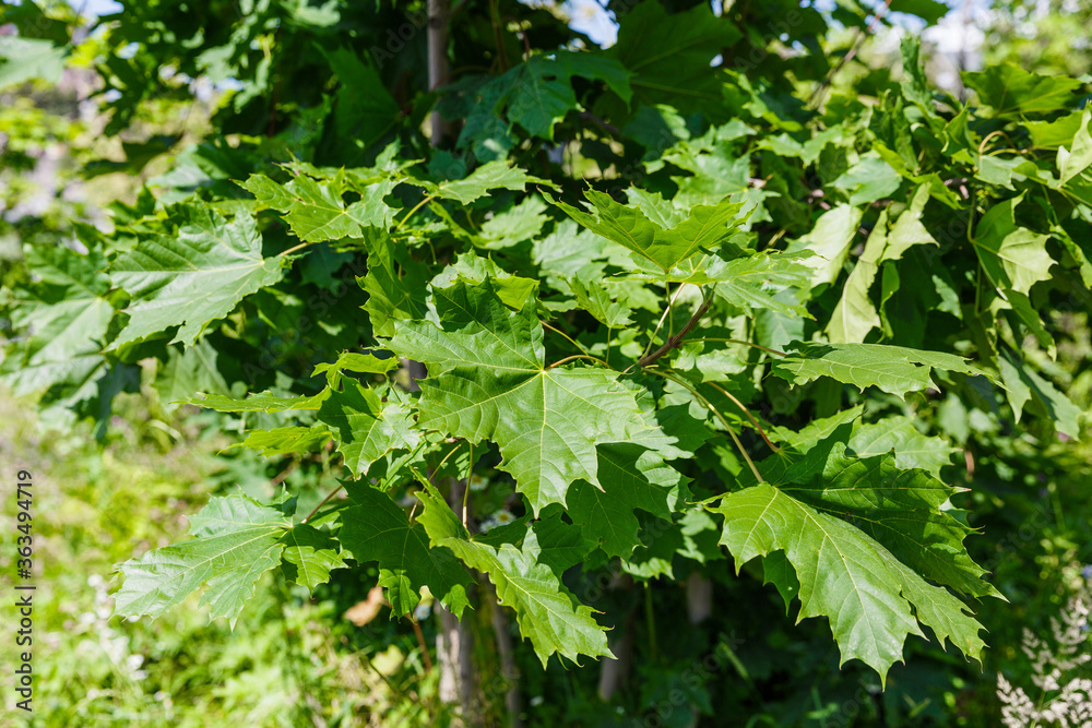 Tree with green maple leaves on a grass background. summer concept ...