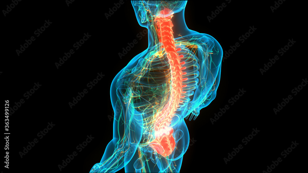 Spinal Cord Vertebral Column of Human Skeleton System Anatomy Stock ...