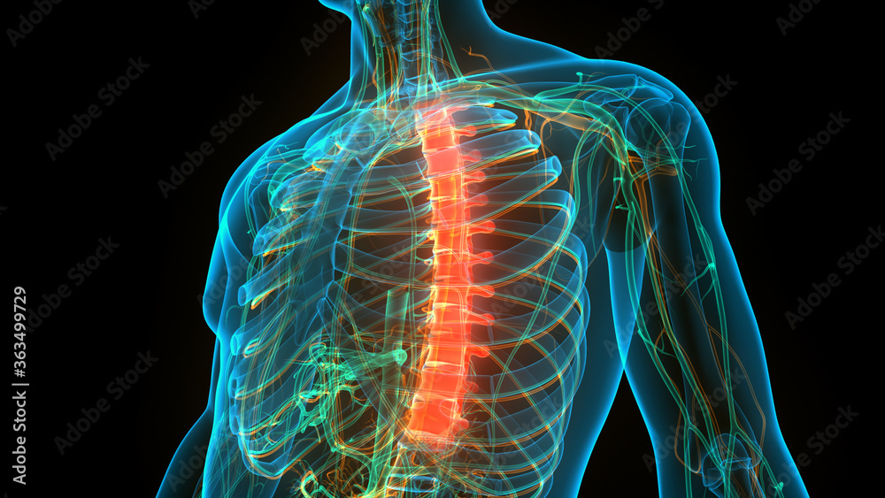 Spinal Cord Vertebral Column Thoracic Vertebrae of Human Skeleton ...