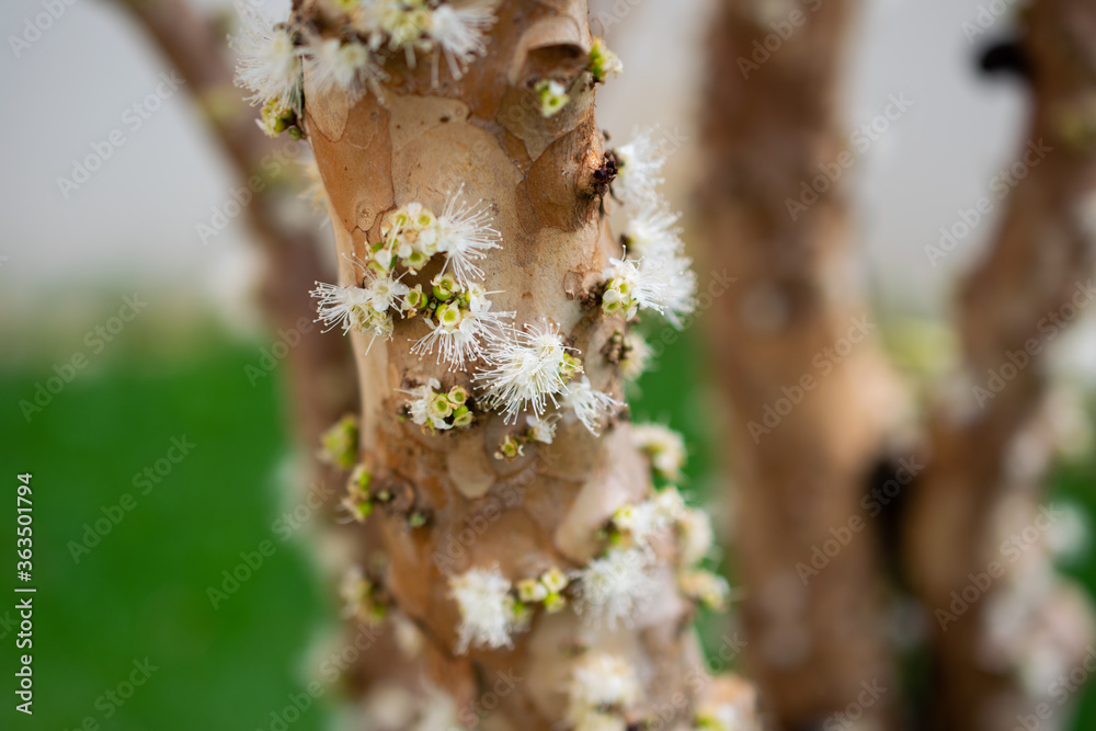 Flower. Exotic. Jabuticaba blooming on the tree. Jaboticaba is the ...