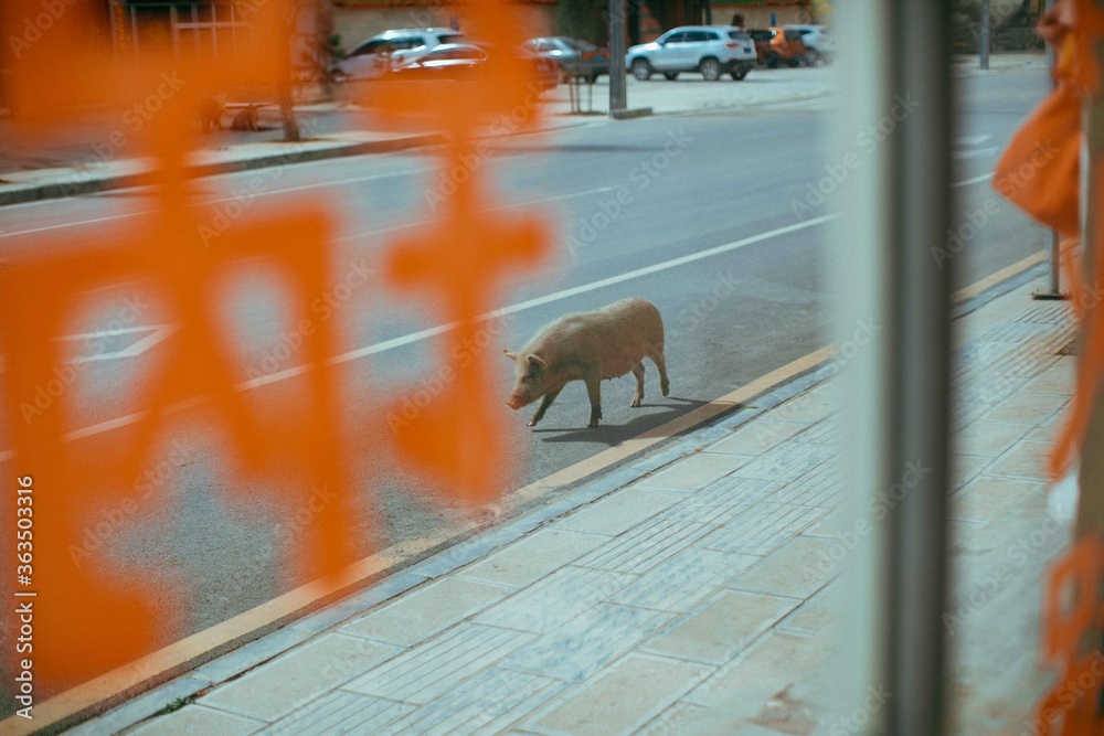 Pig Walking On Road Seen Through Glass Window Stock Photo | Adobe Stock