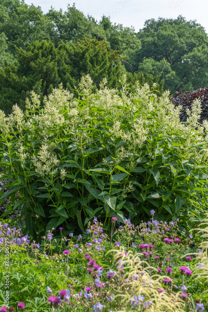 Foto de Polygonum polymorphum 'Johanniswolke' – Busch-Knöterich ...