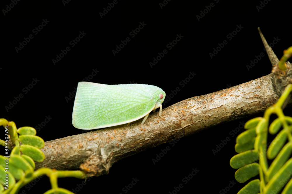 Planthopper also known as Fish Moth, Siphanta acuta, Satara ...