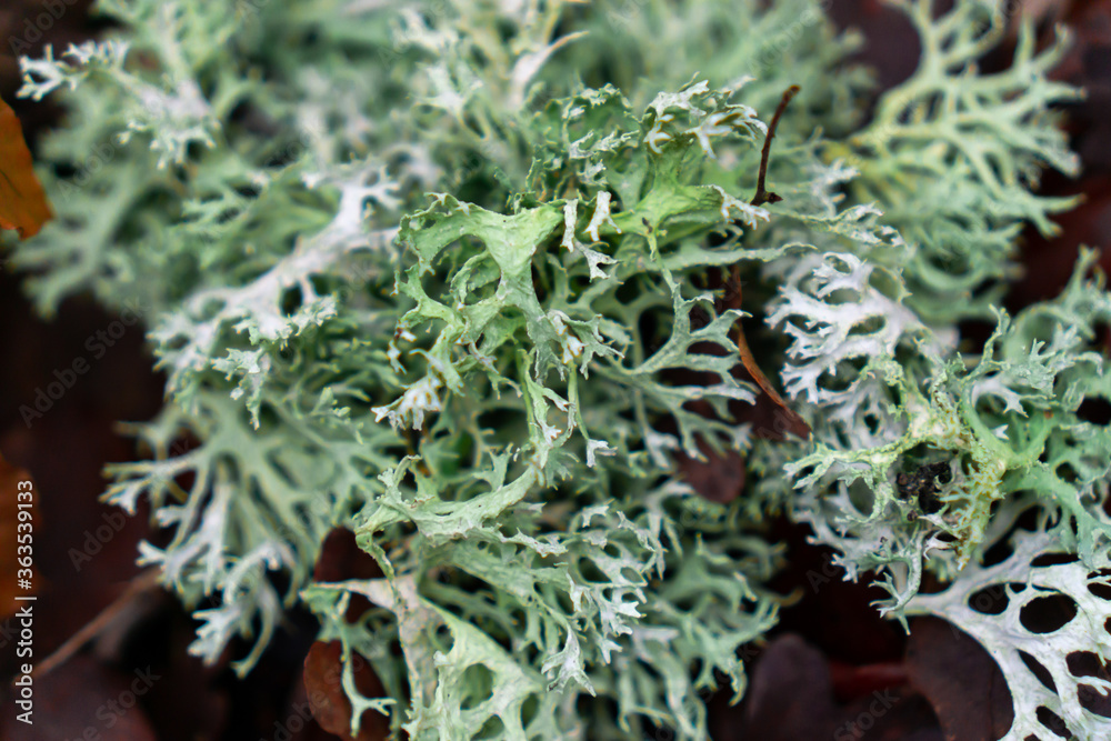 Fresh thallus species of lichen Oakmoss (Evernia prunastri) close up on ...