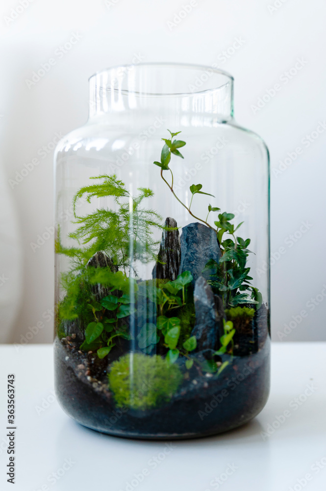 Plant Ecosystem In A Jar