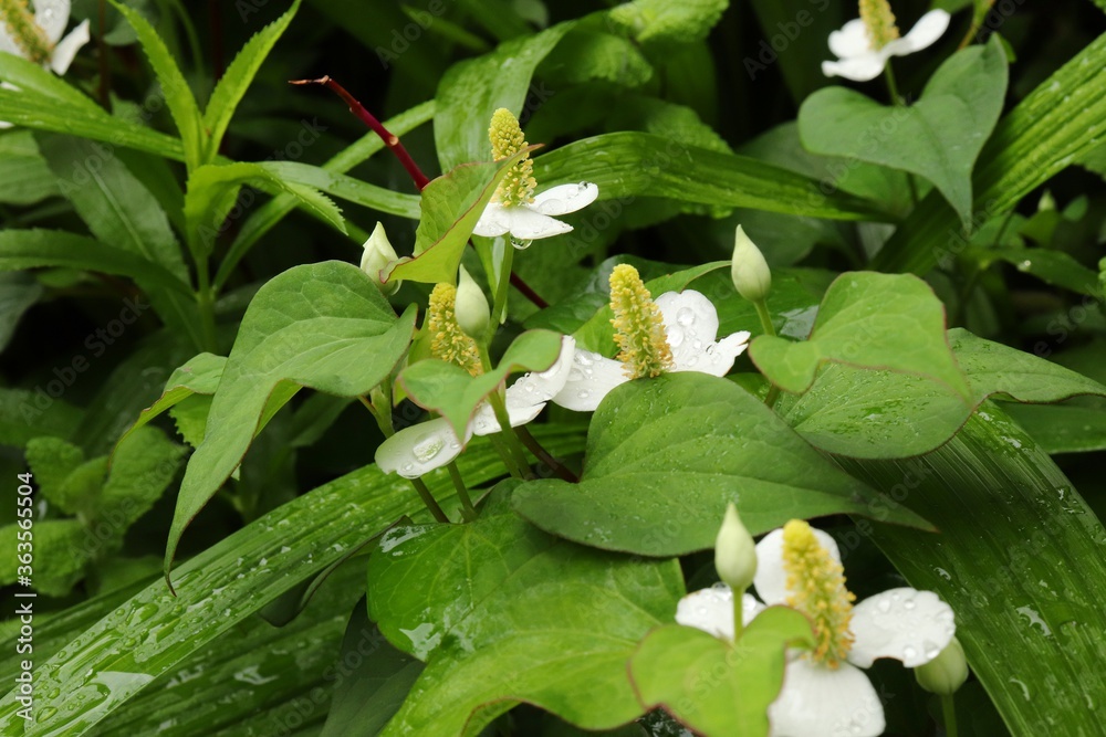 Dokudami, Houttuynia cordata, traditional oriental herb is blooming. It ...