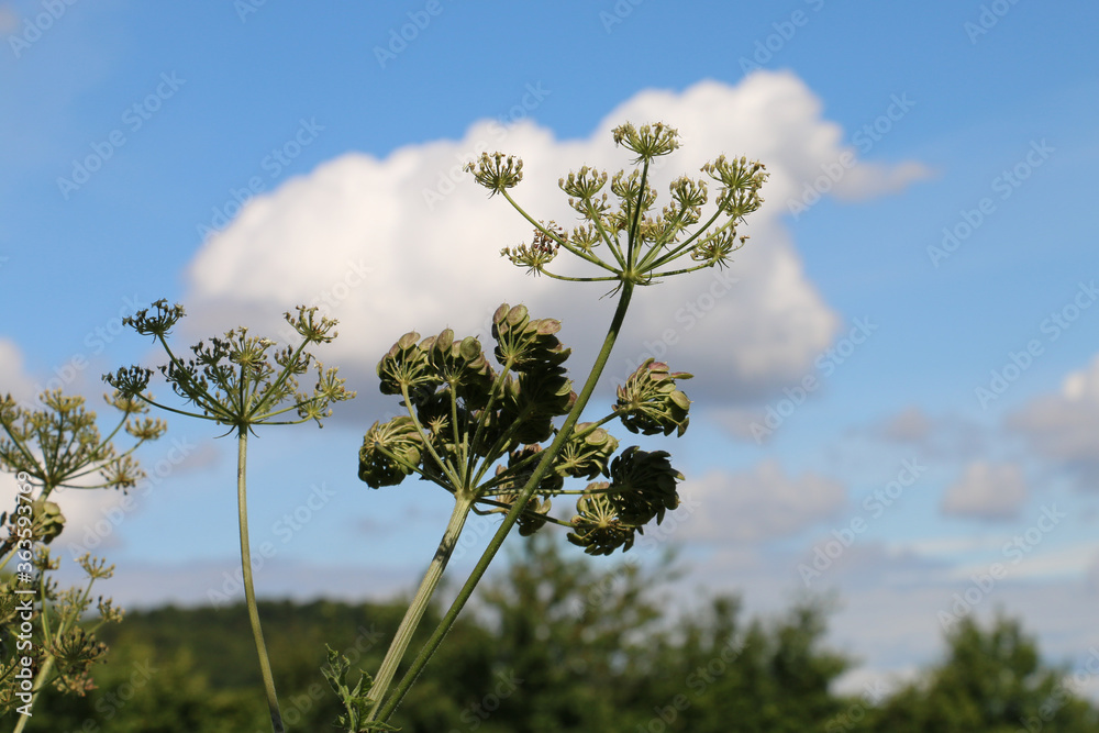 Common Hogweed flower and seed heads, Heracleum sphondylium, Cow ...