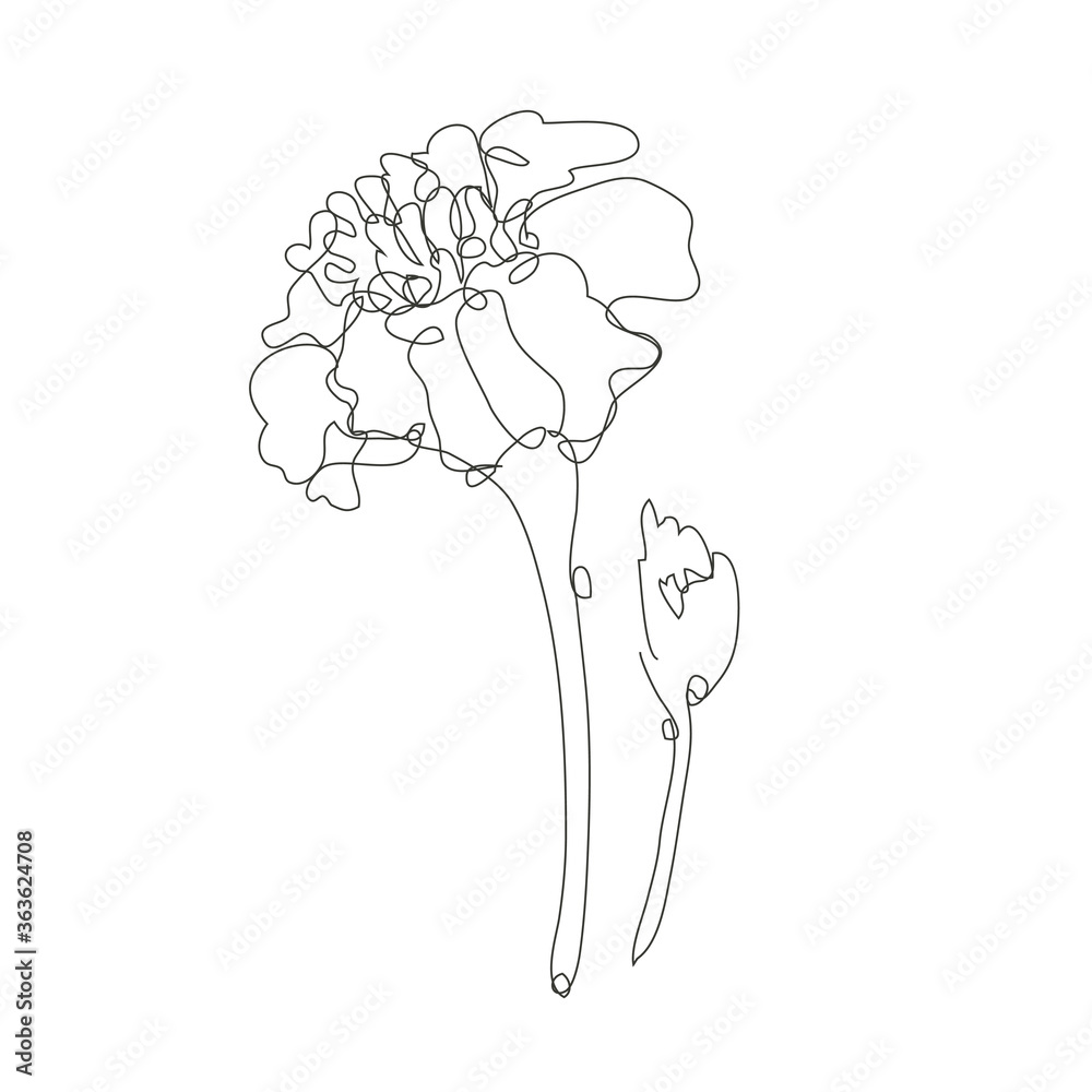 Decorative hand drawn marigold flower, design element. Can be used for ...