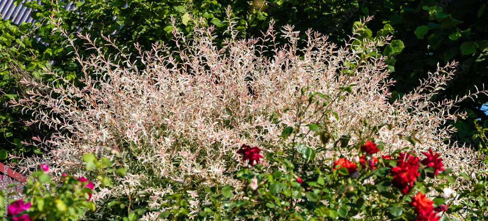 Japanese willow Salix integra Hakuro-Nishiki. Branches with pink-white ...
