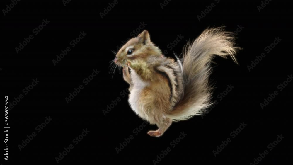 Chipmunk Dance CG fur, 3d rendering, animal realistic composition, 3d ...