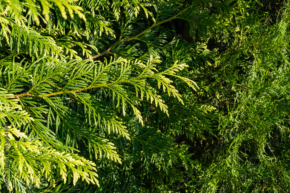 Yellow-green foliage on branch of Thuja plicata on a blurred background ...