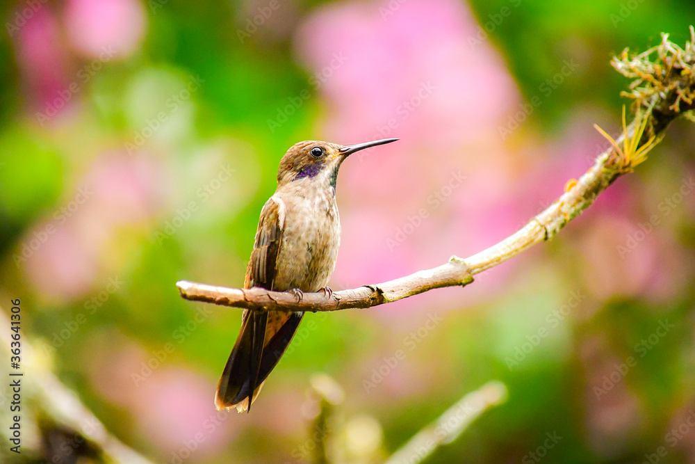 Colibrí Pardo / Brown Violetear / Colibri delphinae - Alambi, Ecuador, Reserva de Biósfera del ...
