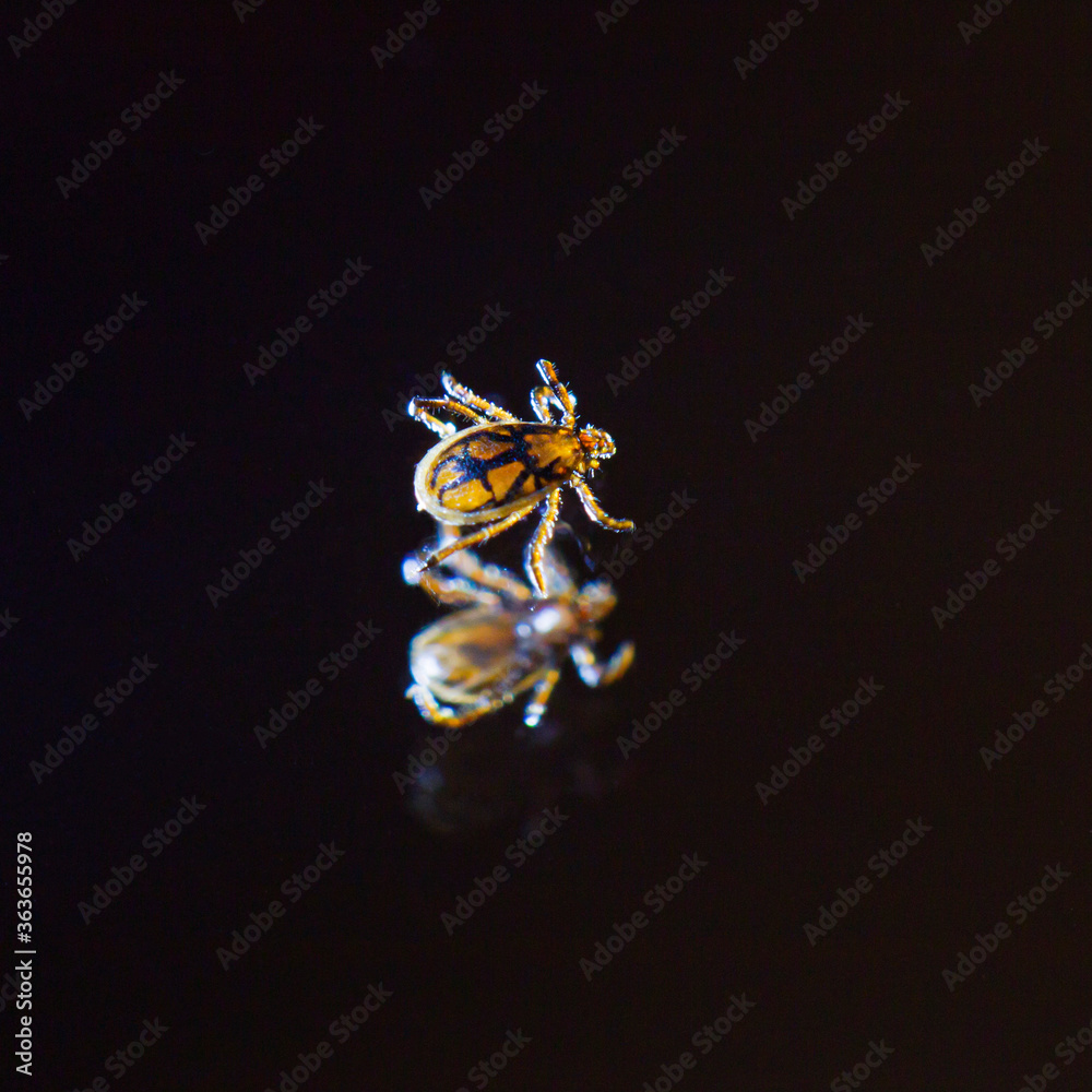 Macro photography of the Ixodida mite.Reflection in the mirror.Dark ...