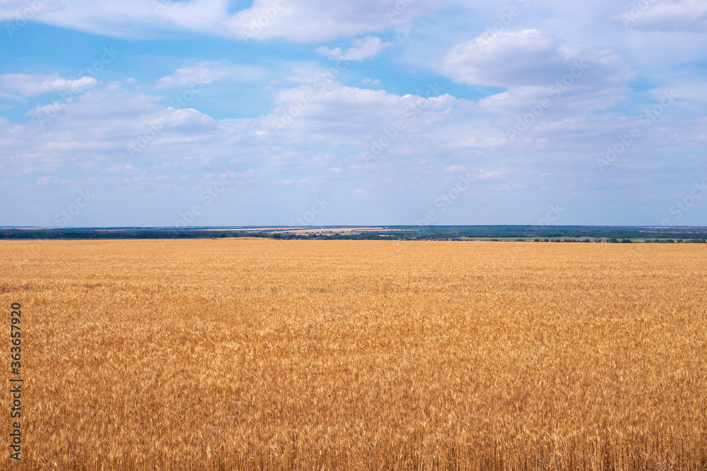 Russian field with ripened wheat, golden agriculture and blue sky ...