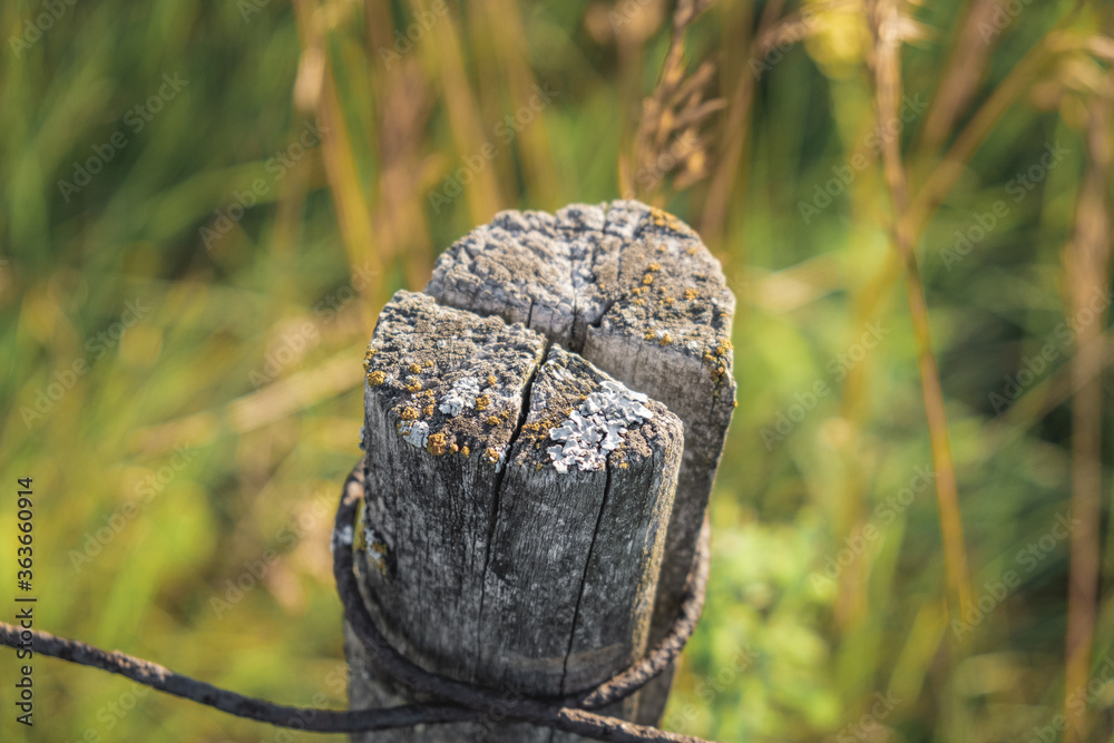 old cracked stump covered with moss wrapped in rusty wire, on a ...