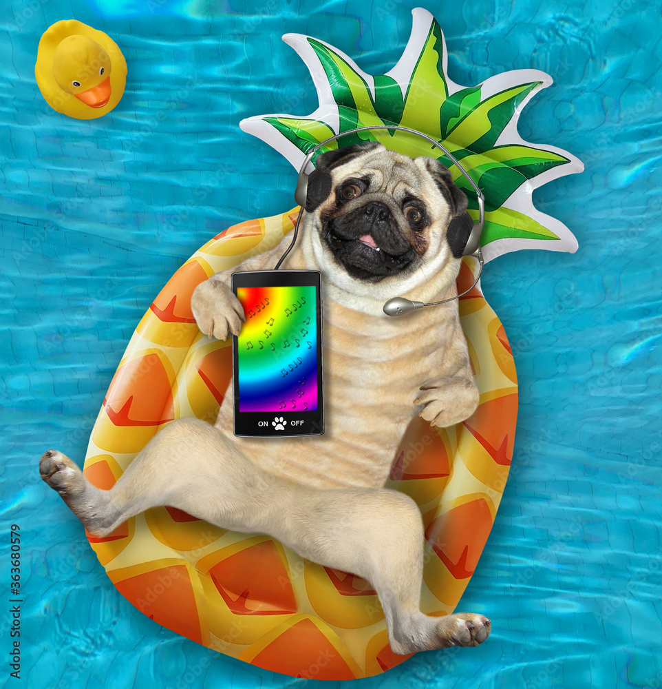 The pug dog is lying on an inflatable pineapple and listening to music ...
