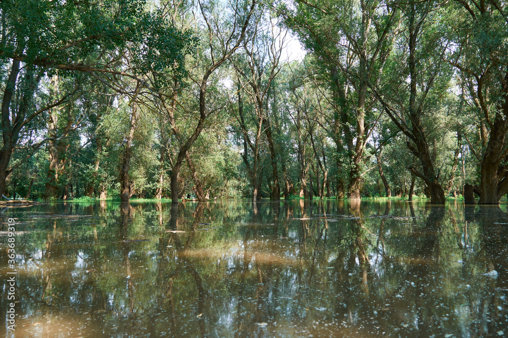 flood in the forest, river with high water level, flooding, nature in ...