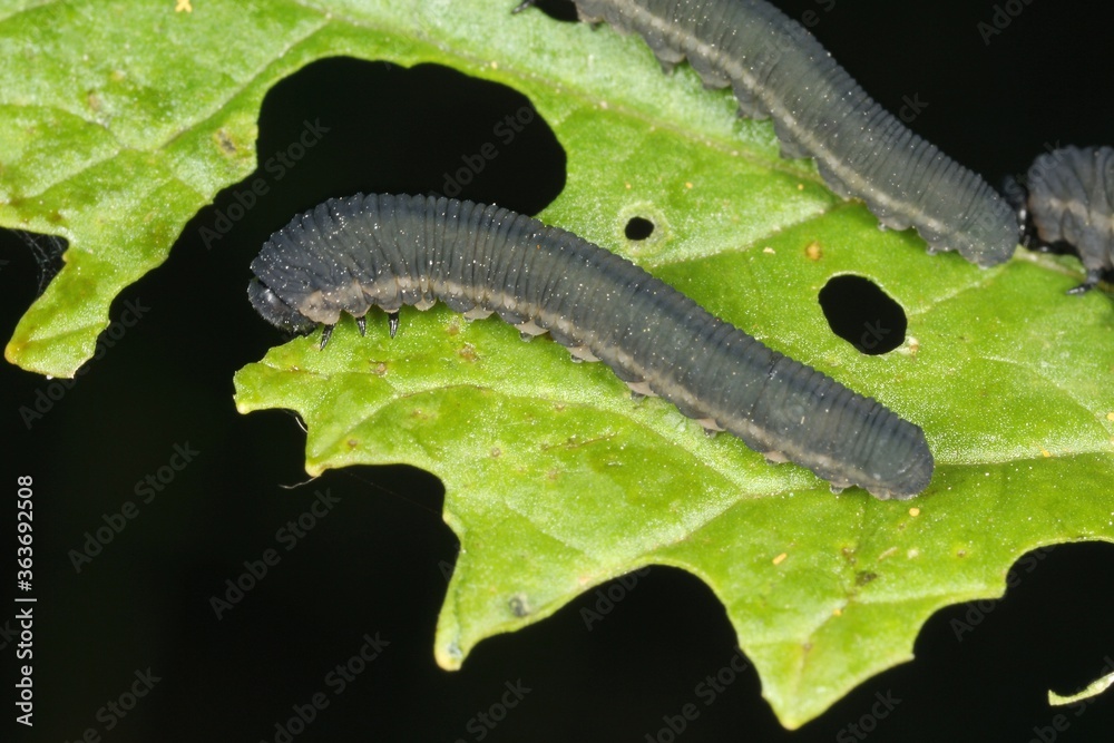 The larva of turnip sawfly (Athalia colibri or rosae) is a sawfly that ...
