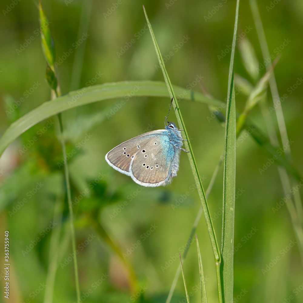 The common blue butterfly (Polyommatus icarus) is a butterfly in the ...