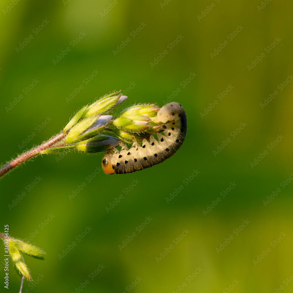 Symphyta sp. larva close-up. Sawflies are the insects of the suborder ...