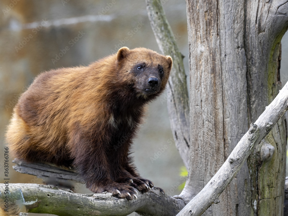 Wolverine, Gulo gulo, a strong beast, looks around in a tall tree wall ...