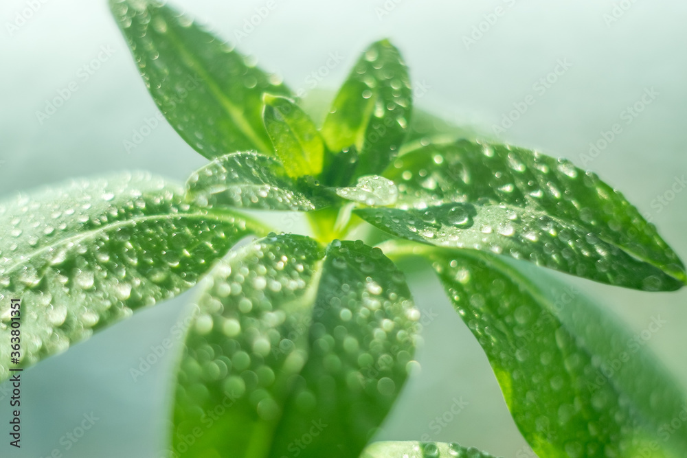 Small plants of different sizes on a green background, the concept of ...