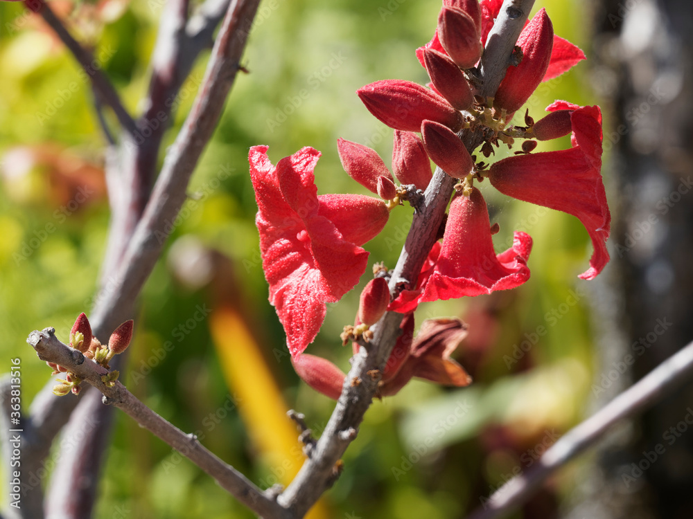 (Brachychiton bidwillii) Magnifiques fleurs rouge pronfond au calice en ...