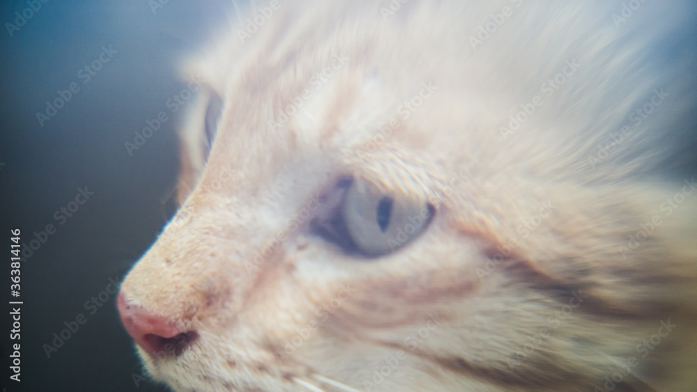 Indian billi breed also known as Indian common cat Stock-Foto | Adobe Stock