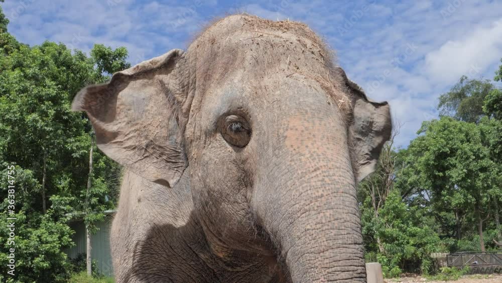 Close up face of Asian Elephant or Asiatic elephant in the zoo park ...