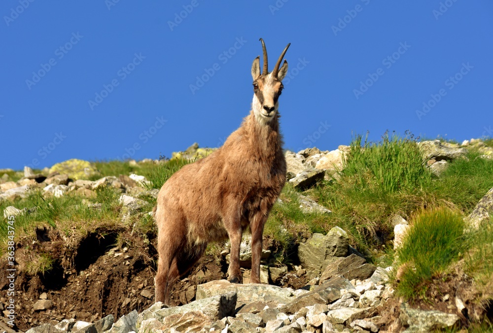 Kozice w Tatrach Zachodnich, liczenie kozic w Tatrach Stock Photo ...