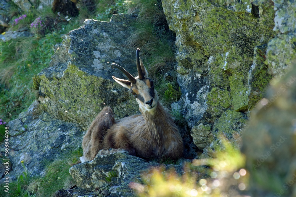 Fotografia do Stock: Kozice w Tatrach Zachodnich, liczenie kozic w ...