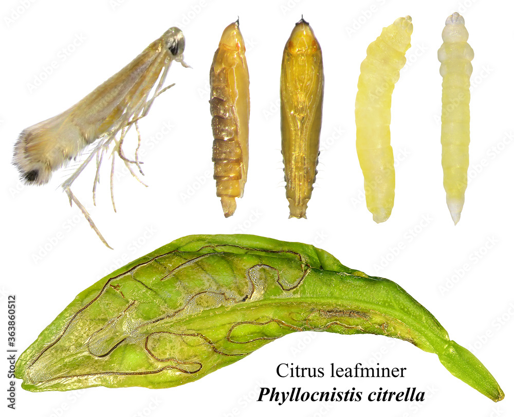Moth Citrus Leafminer, Phyllocnistis citrella, (Lepidoptera ...