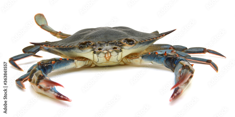 Blue Crab with white background Stock Photo | Adobe Stock